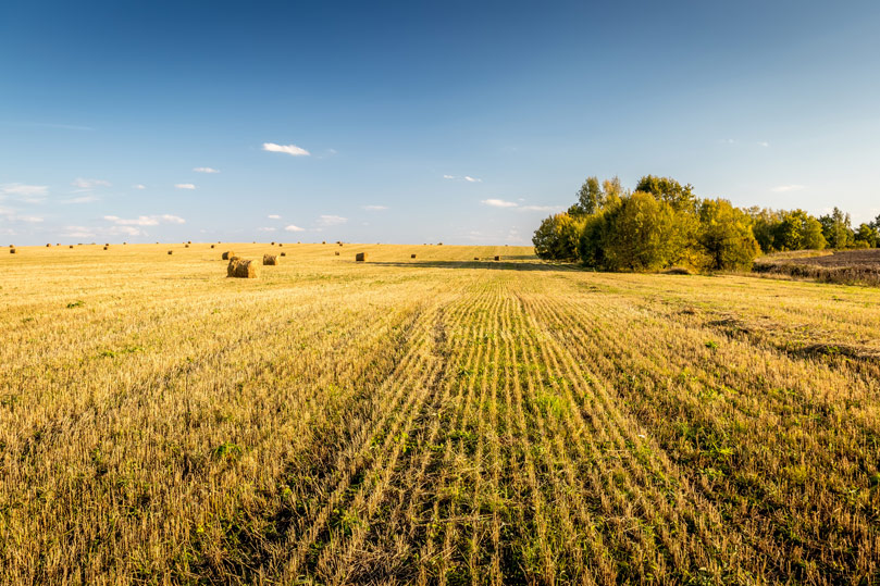 CIA - Agricoltori Italiani - Cia Capitanata: dopo lo stop del 2025 ...